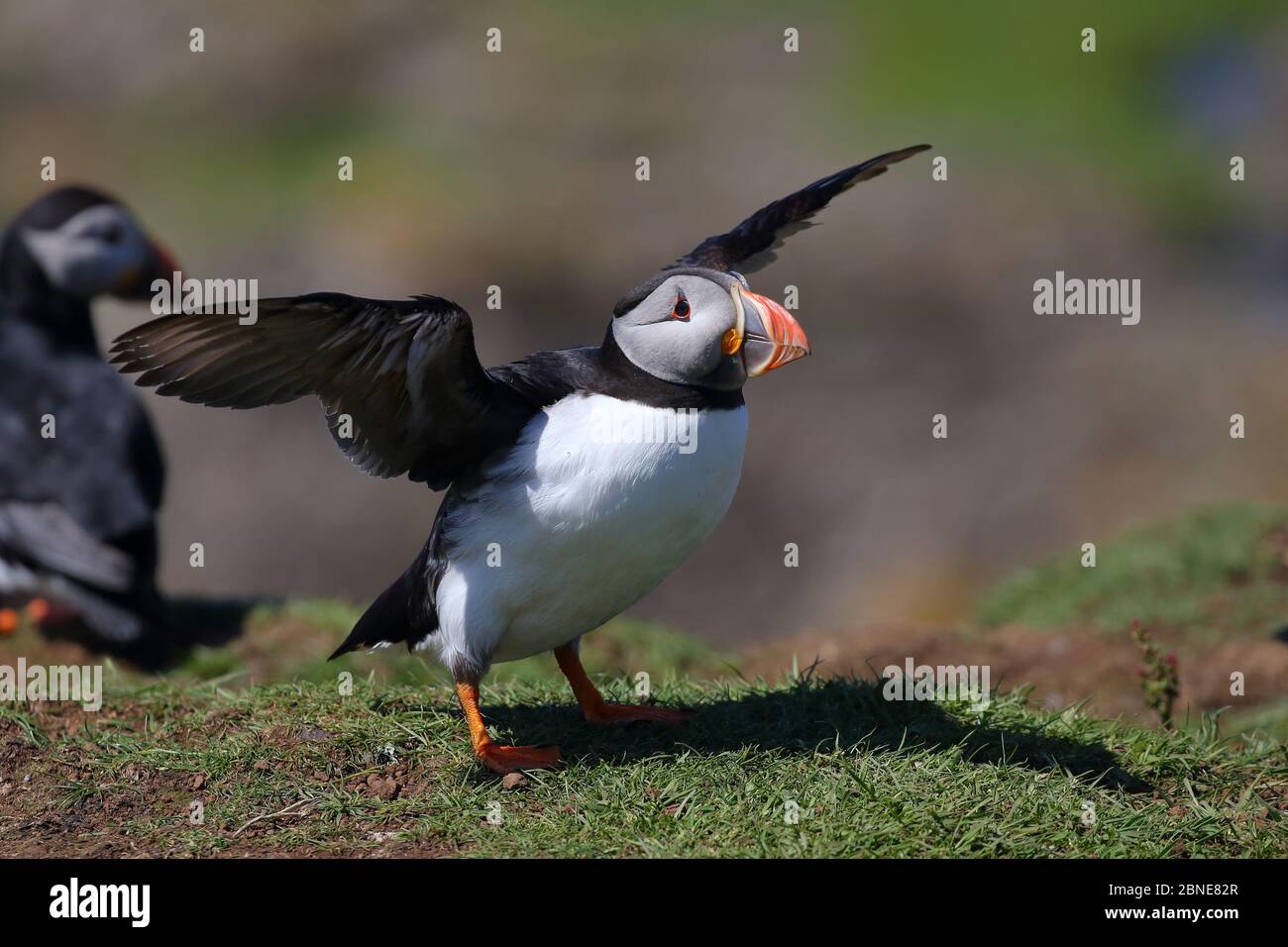 Birds of the western isles hi-res stock photography and images - Alamy