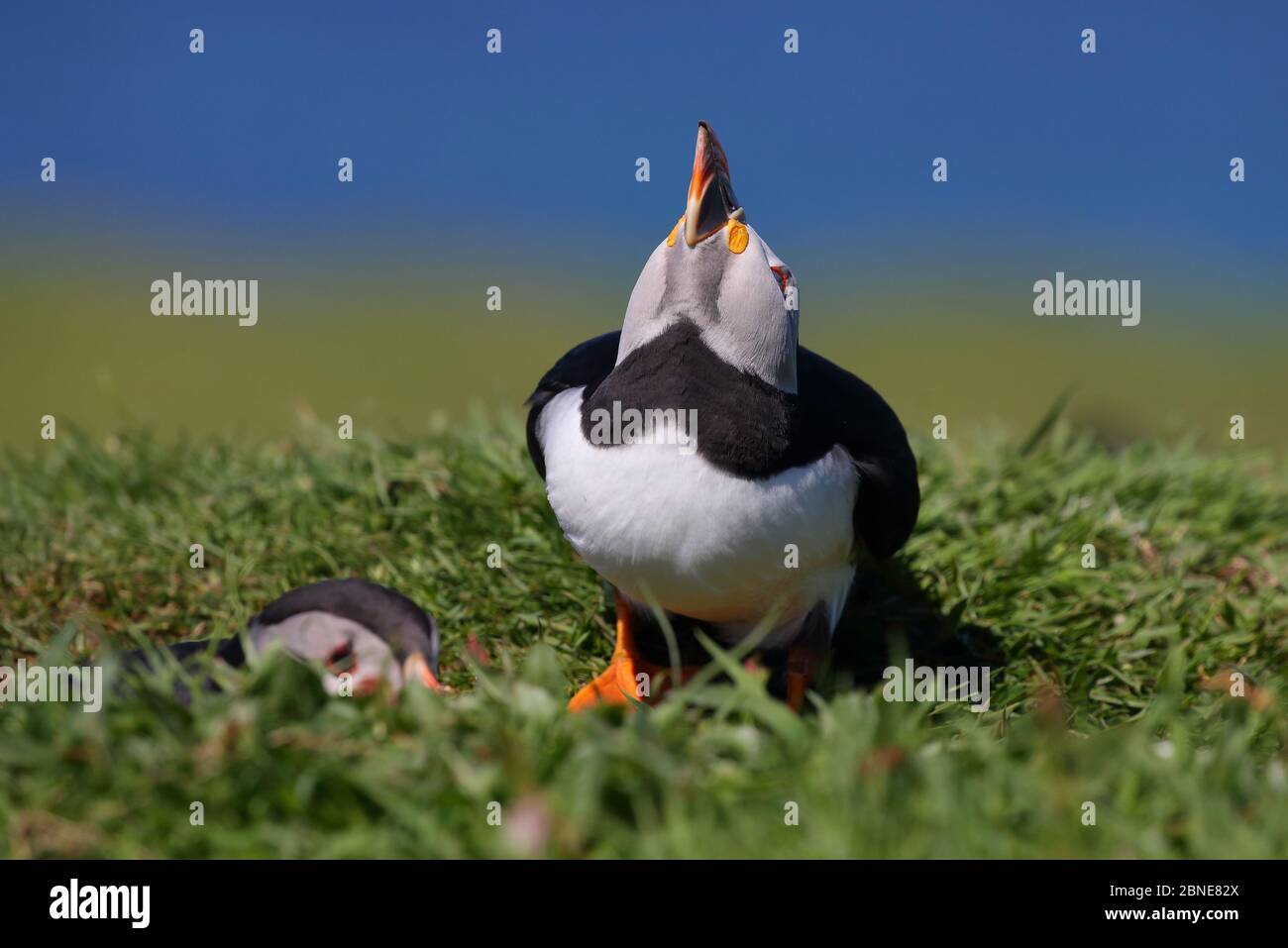 Puffin colony on the Isle of Lunga, part of the Western Isles Stock ...