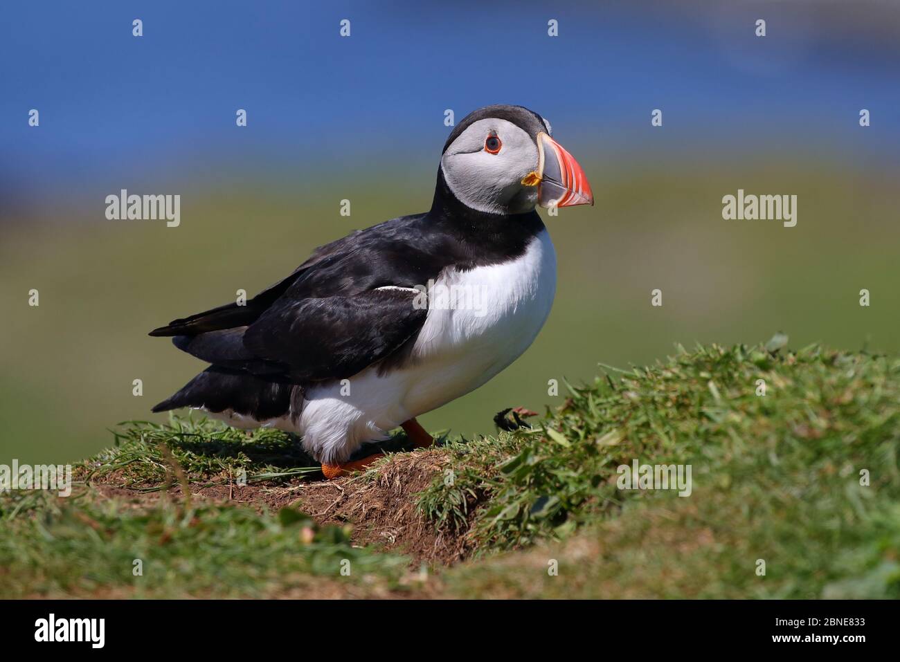 Puffin colony on the Isle of Lunga, part of the Western Isles Stock ...