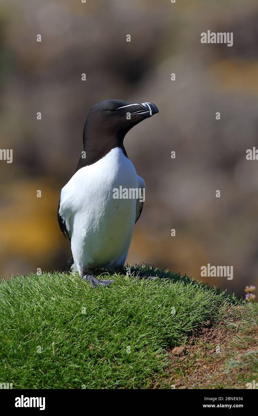 Lunga razorbill hi-res stock photography and images - Alamy