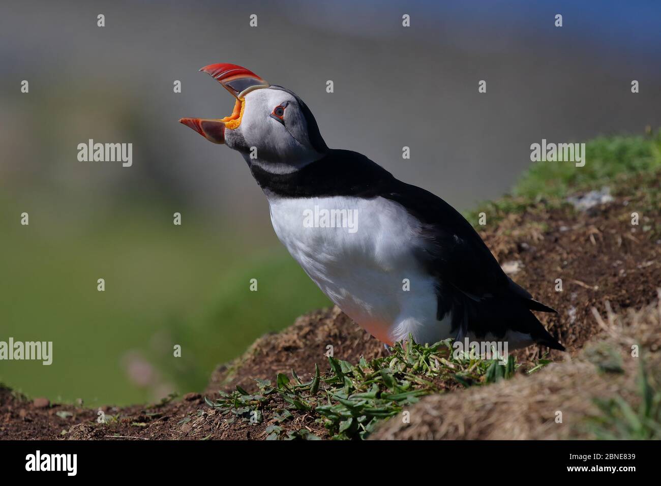 Puffin colony on the Isle of Lunga, part of the Western Isles Stock ...