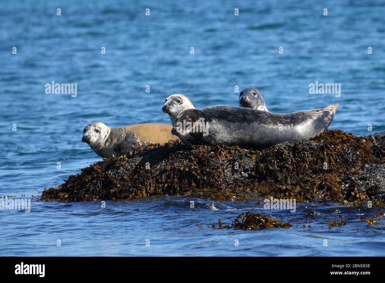 Basking seals hi-res stock photography and images - Alamy