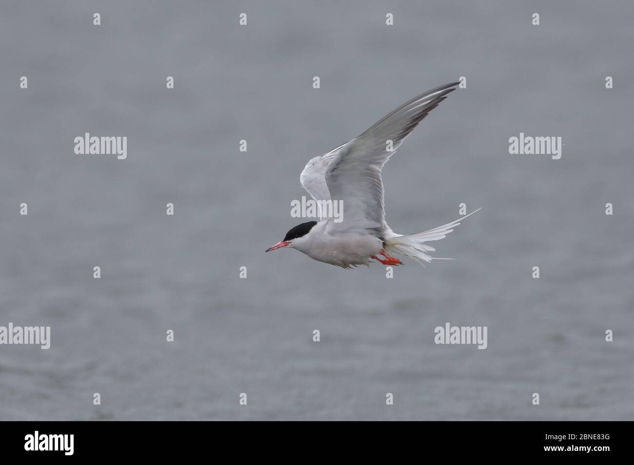 Adult summer camp hi-res stock photography and images - Alamy