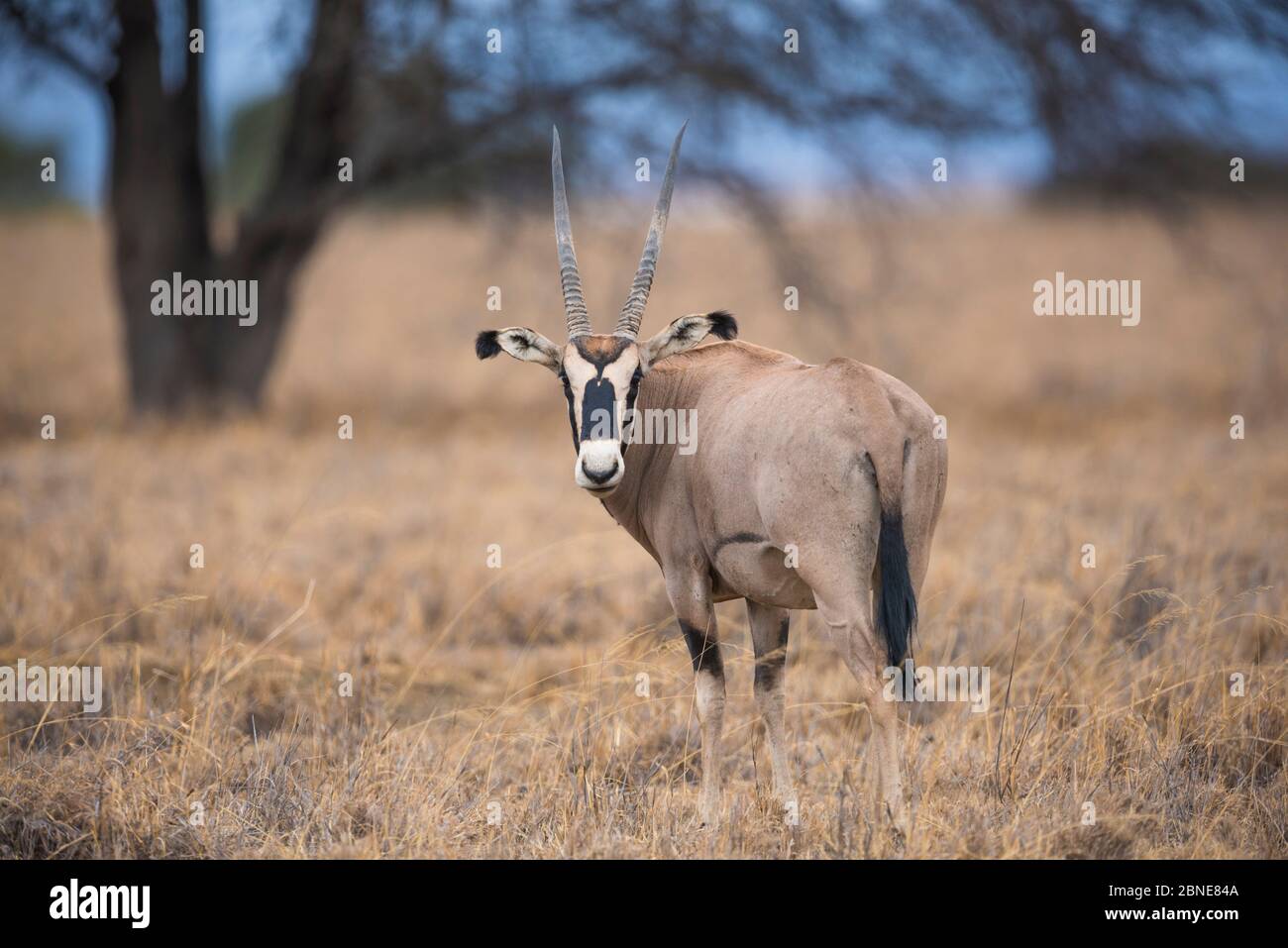 Fringe eared oryx hi-res stock photography and images - Alamy