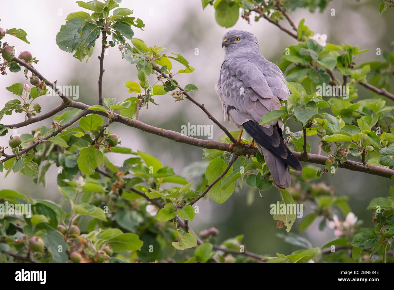 Montagu's harrier europe hi-res stock photography and images - Alamy