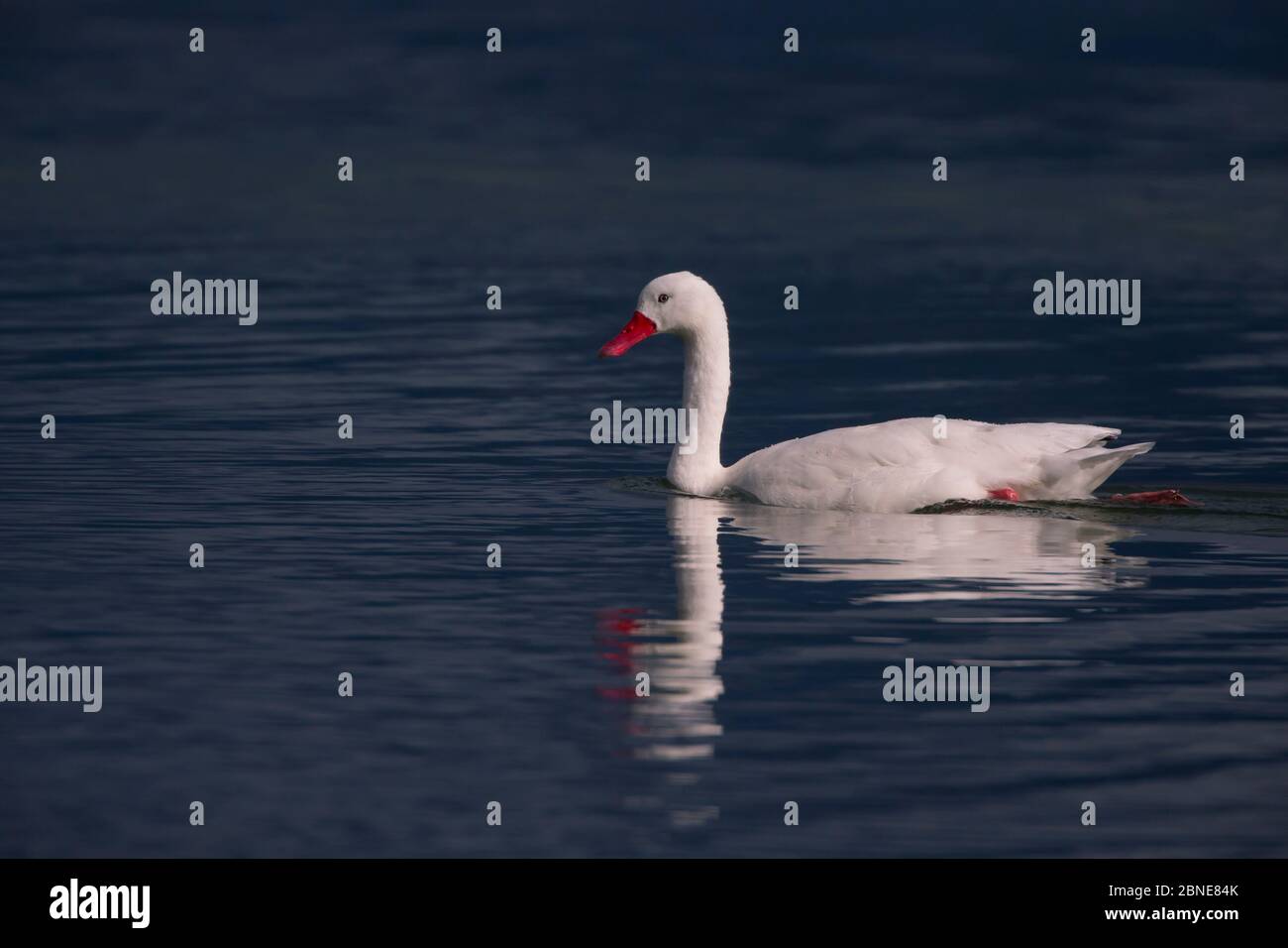 Coscoroba swan hi-res stock photography and images - Alamy