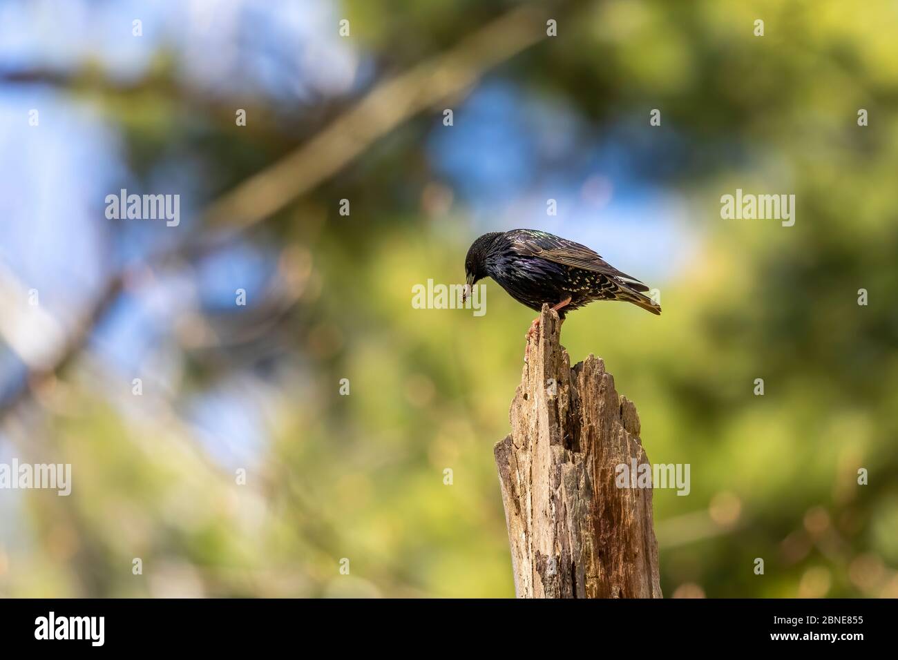 Bird. Every spring, European starlings nesting in the trees of city ...