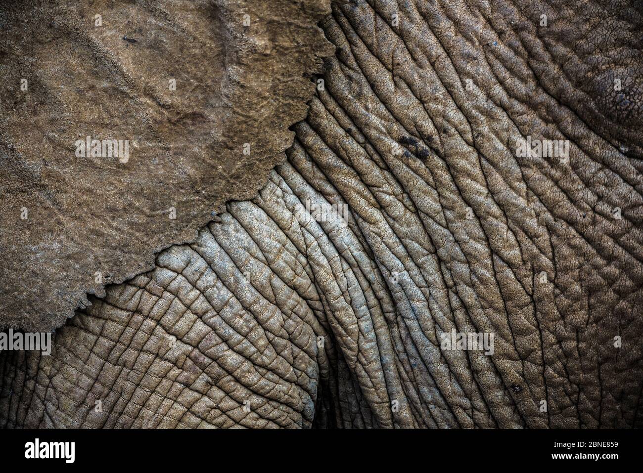 Elephants ear skin hi-res stock photography and images - Alamy