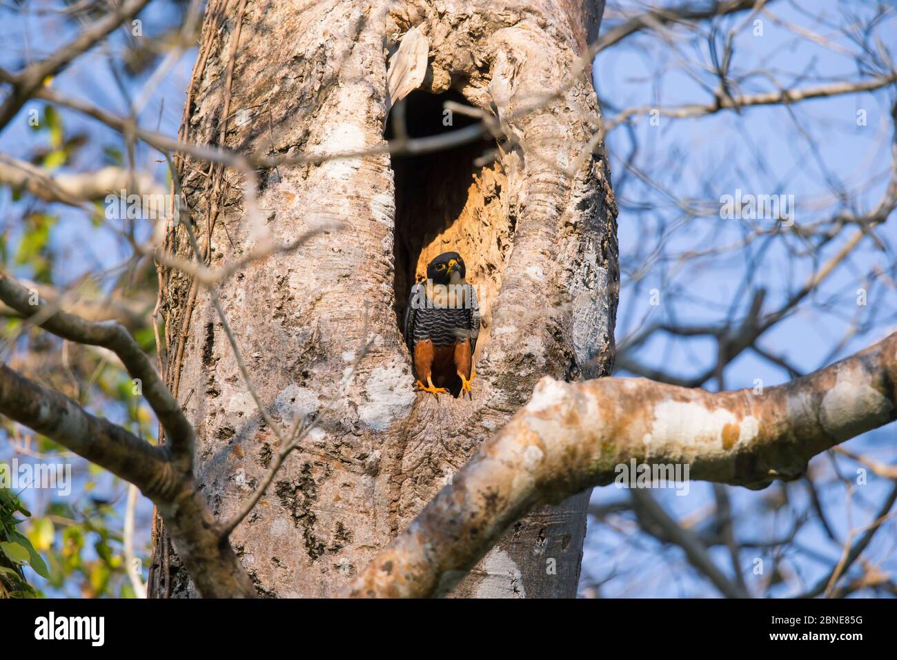 Bat Falcon (Falco rufigularis) perched in tree hole,, Pantanal, Brazil ...