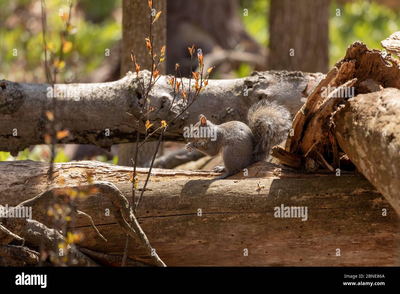 Eastern gray squirrel, known as the grey squirrel is native animal to ...