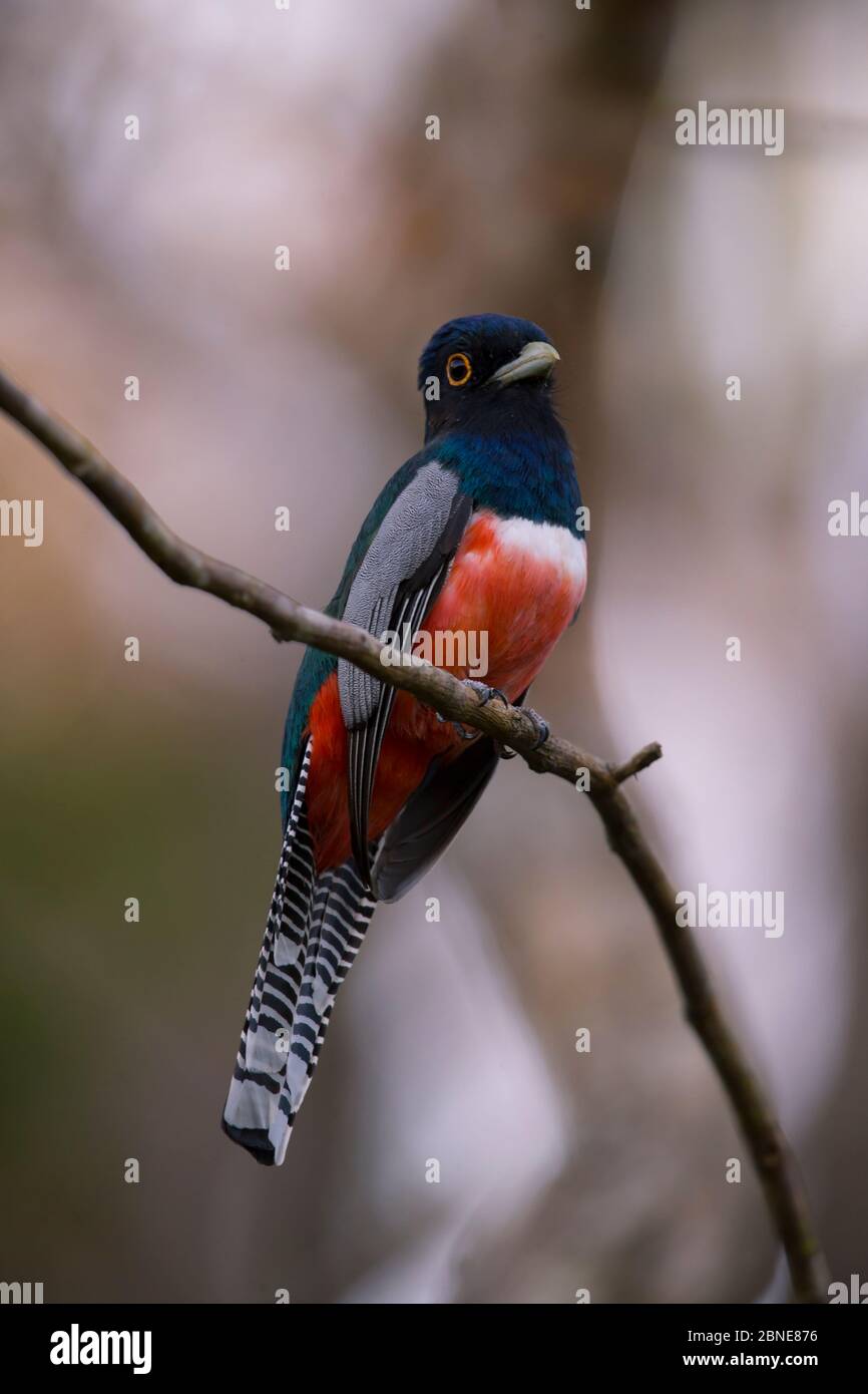 Blue-crowned trogon (Trogon curucui) Pantanal, Brazil Stock Photo - Alamy