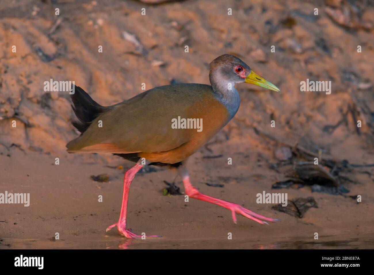 Grey-necked Woodrail (Aramides cajanea) walking, Pantanal, Brazil Stock ...