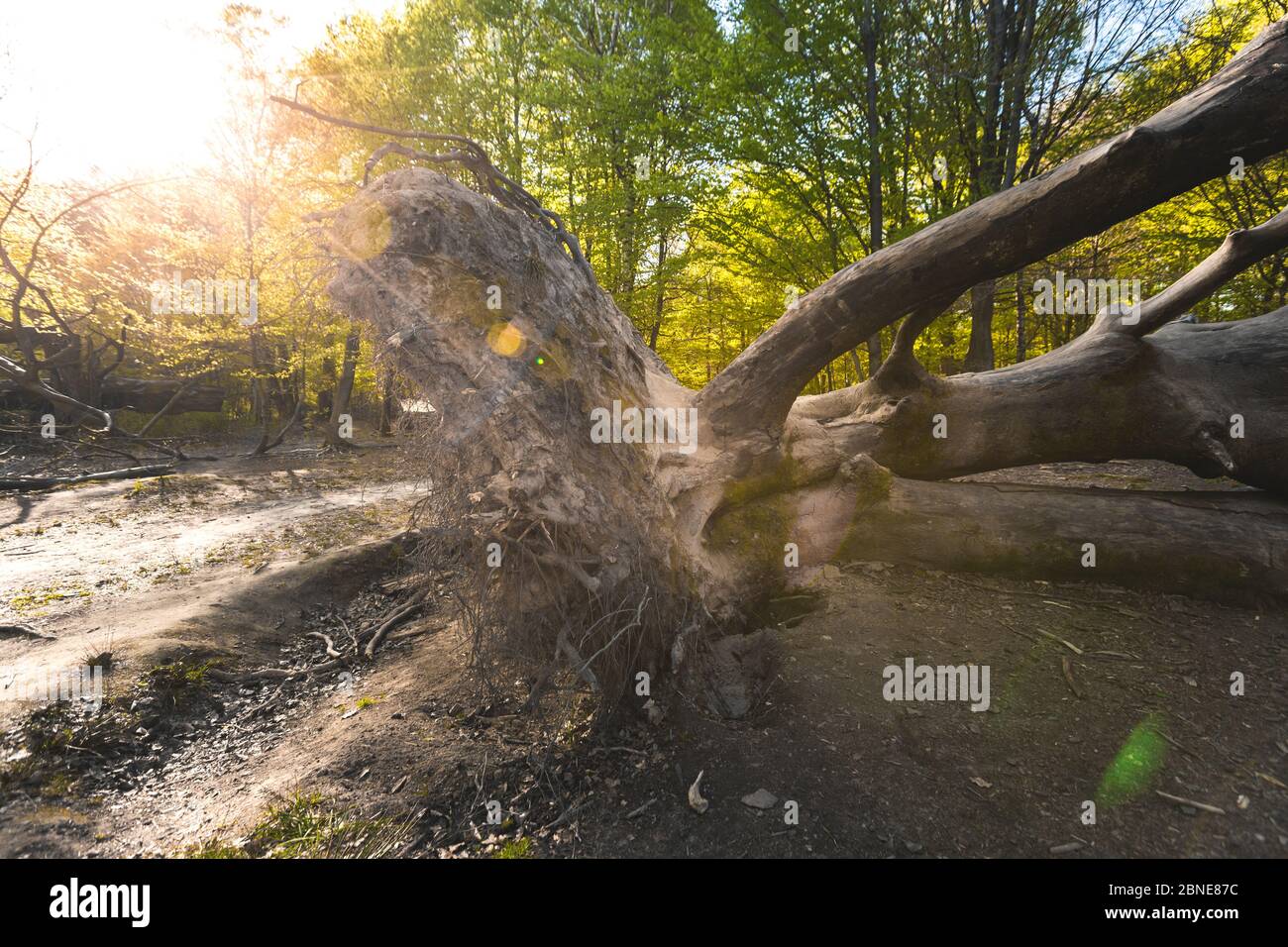 Uprooted tree. Fallen tree in magical scenic forest. Natural background ...