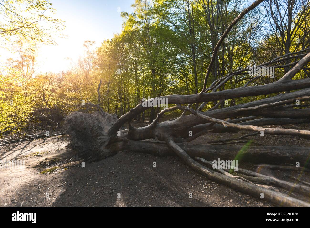 Uprooted tree. Fallen tree in magical scenic forest. Natural background ...