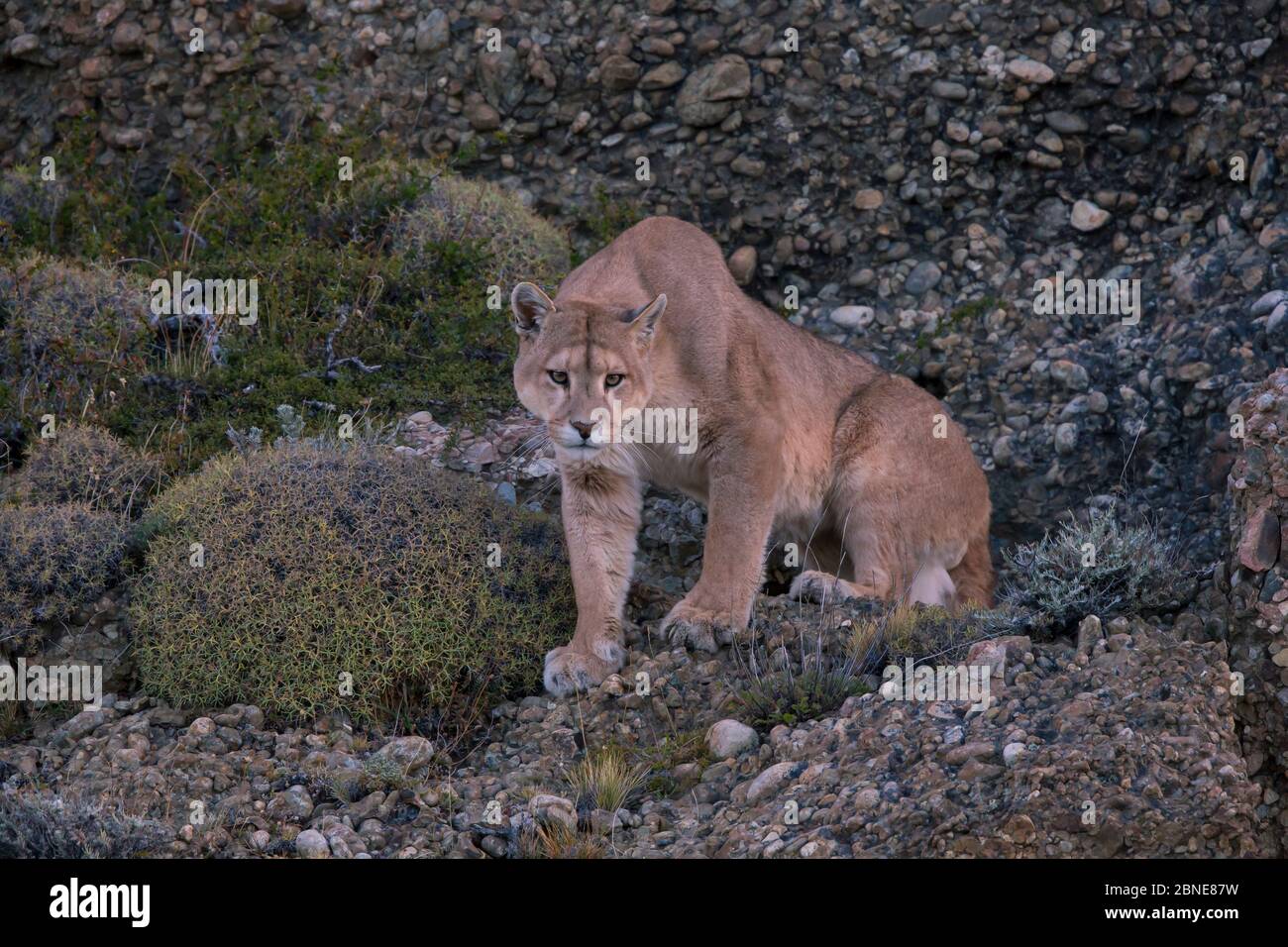 Puma (Puma concolor) male on rocks, Chile Stock Photo - Alamy