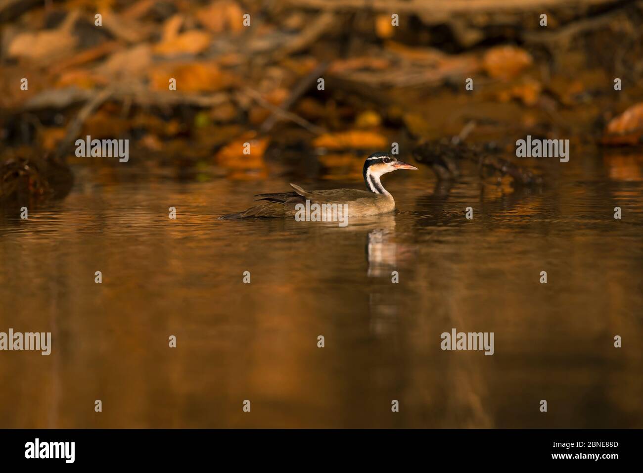 American finfoot heliornis fulica hi-res stock photography and images ...