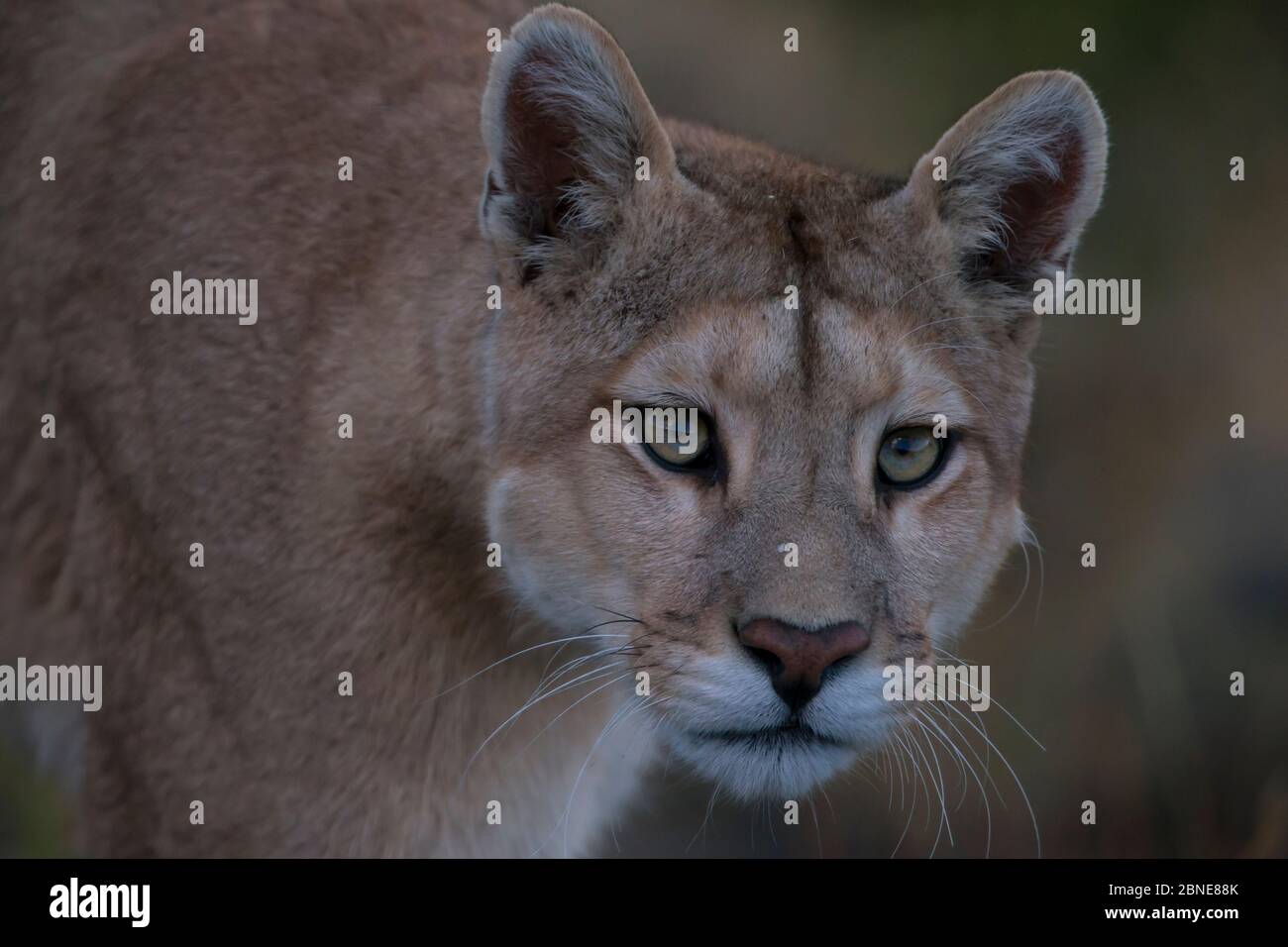 Puma (Puma concolor), portrait, Chile Stock Photo - Alamy