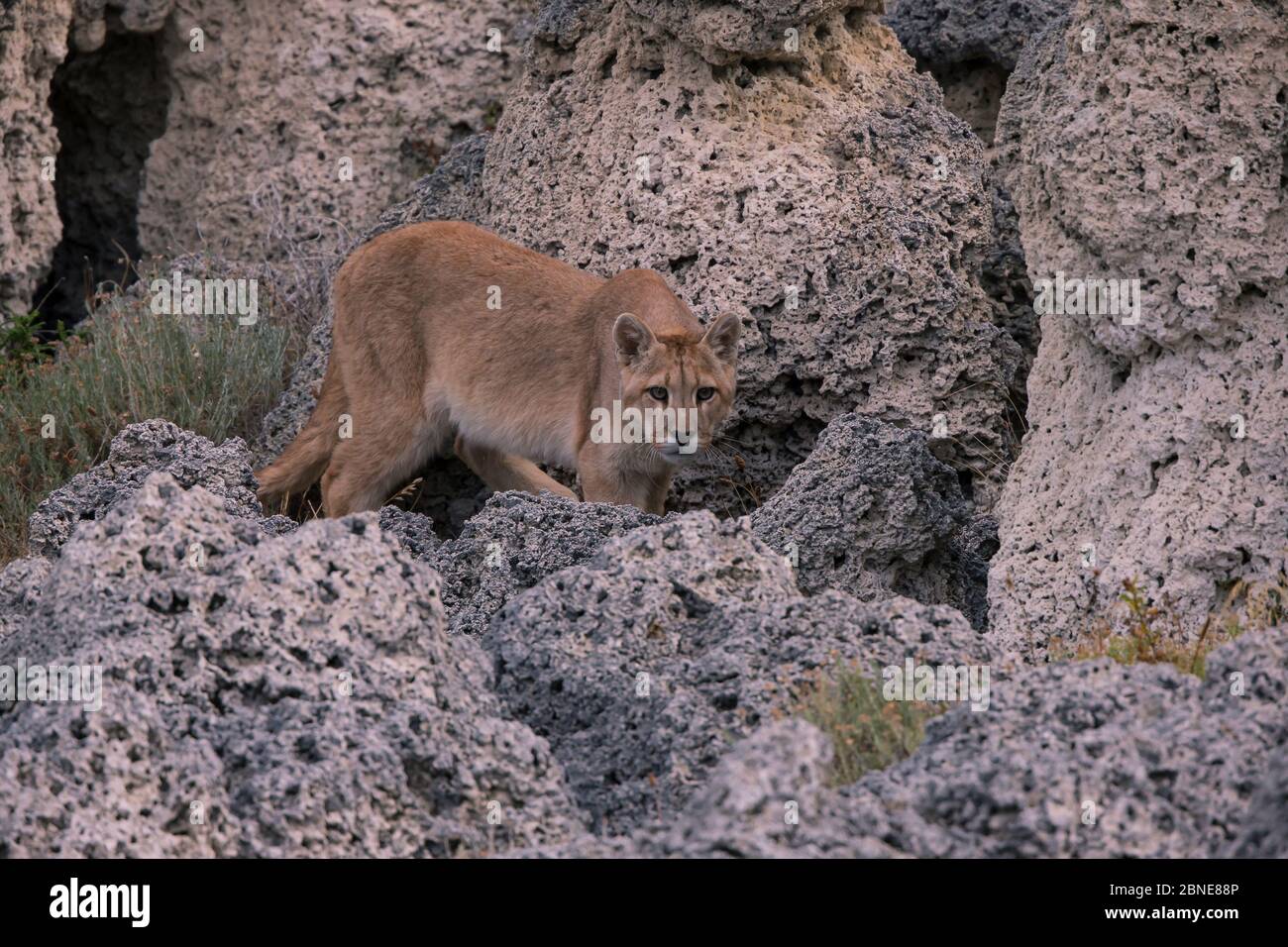 Puma (Puma concolor) on rocks, Chile Stock Photo - Alamy