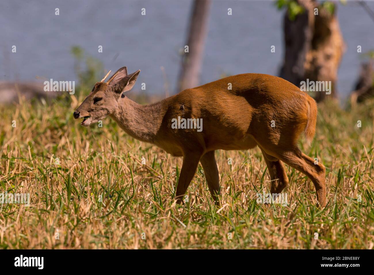 Red brocket deer mazama americana hi-res stock photography and images - Alamy