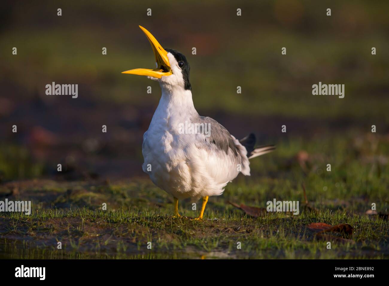 Large-billed tern (Phaetusa simplex) with mouth wide open, Pantanal ...