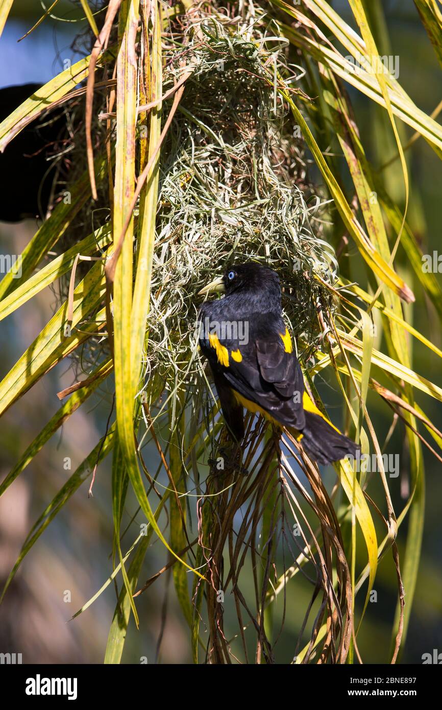Yellow-rumped Cacique (Cacicus cela) building nest, Pantanal, Brazil ...