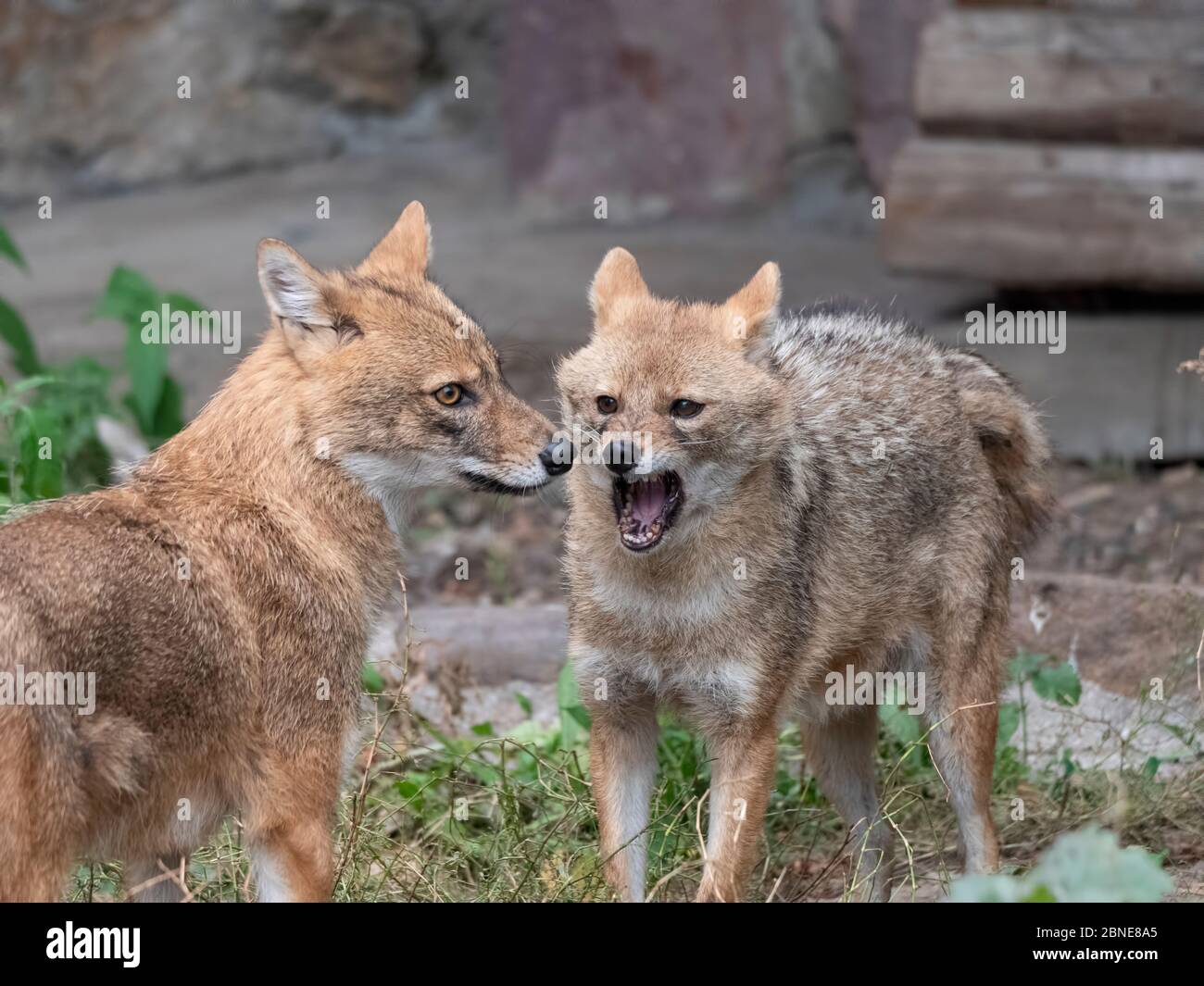 Golden jackal in nature tracks down prey, portrait Stock Photo - Alamy