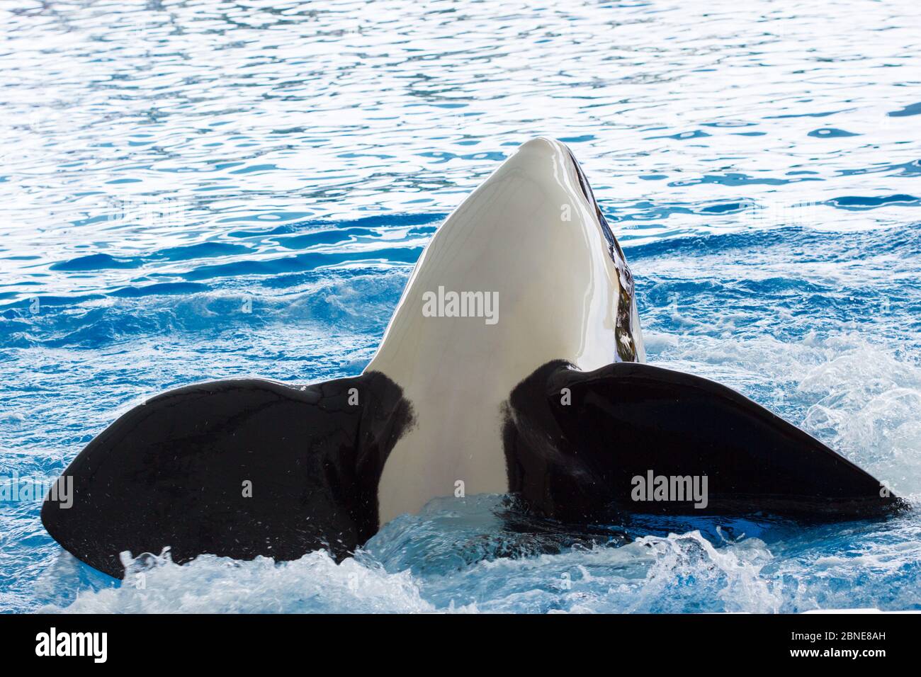 Killer whale in the ocean. Closeup killer whale Stock Photo - Alamy