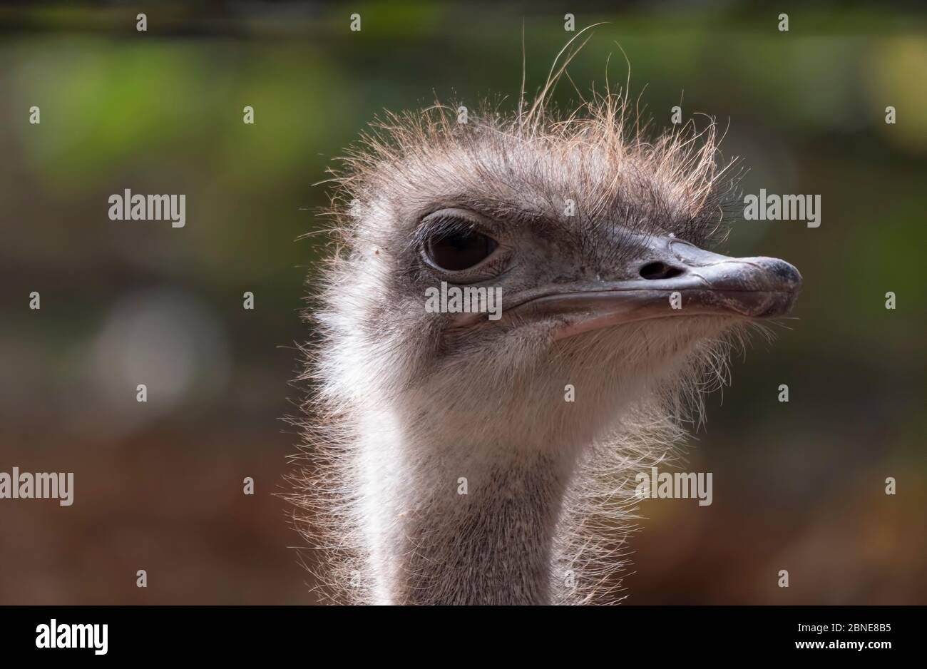 Ostrich close-up in the looks cautiously around Stock Photo - Alamy