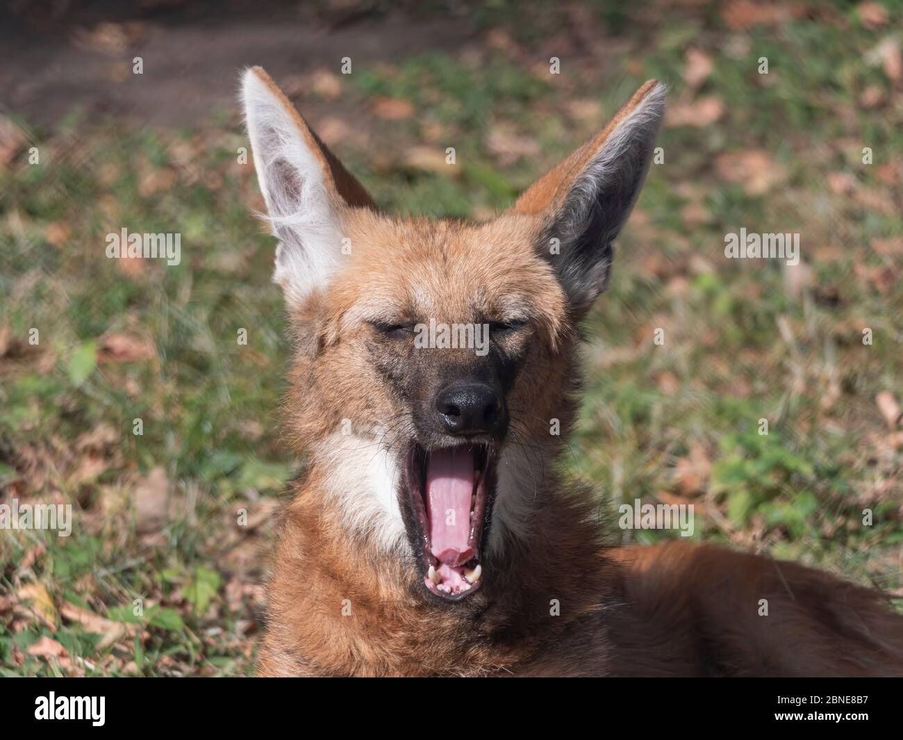 Red maned wolf in the captive animal portrait Stock Photo - Alamy