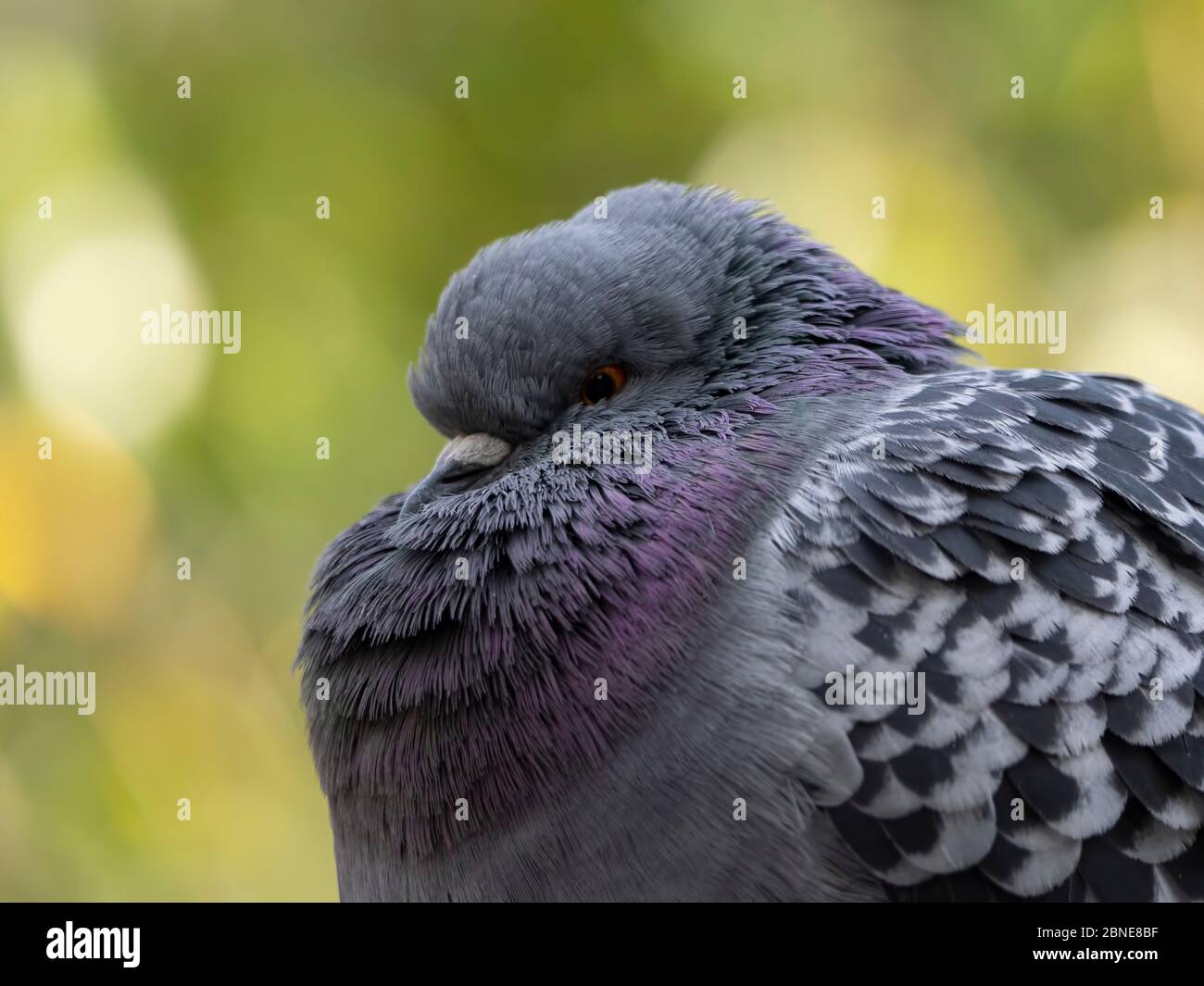 Racing homer pigeons hi-res stock photography and images - Alamy
