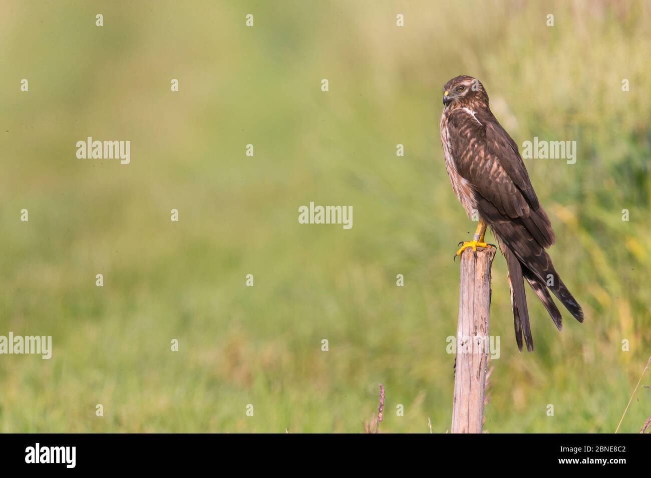 Montagu's Harrier (Circus pygargus) female on post, Germany. June Stock ...