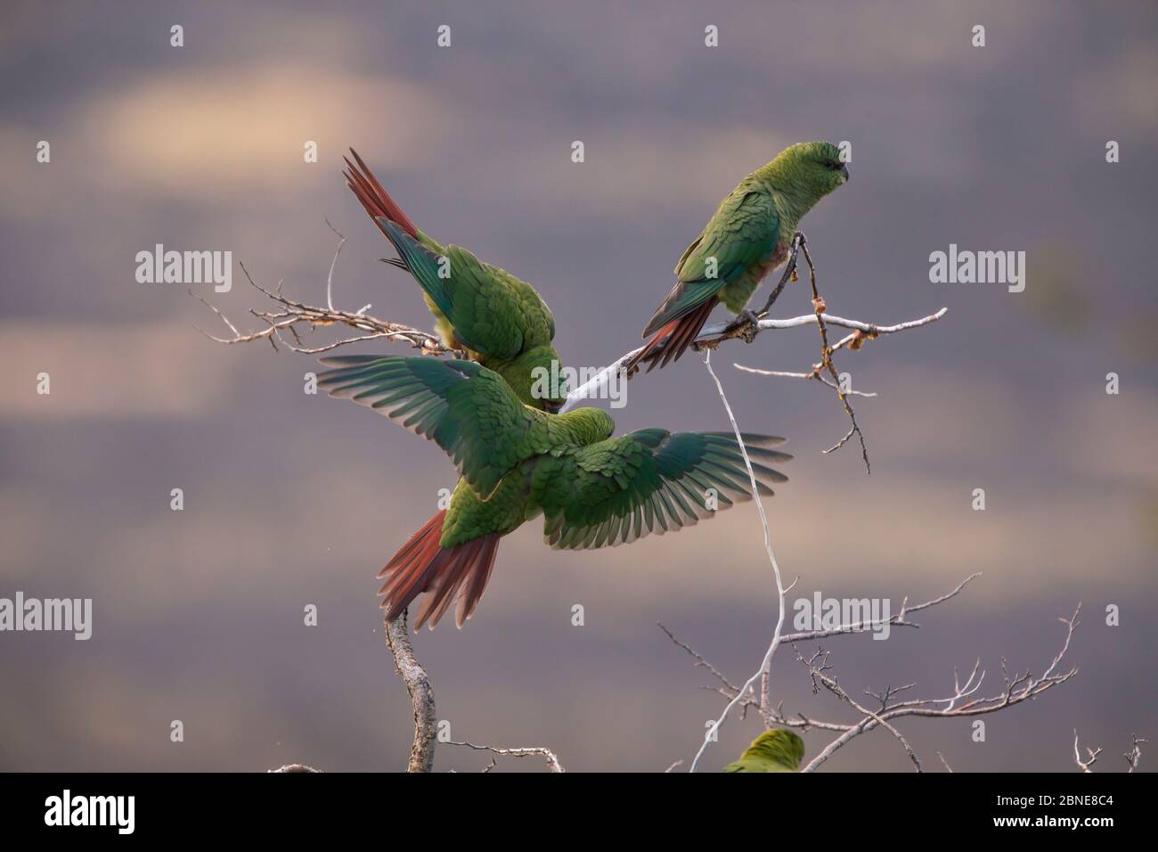 Austral parakeet hi-res stock photography and images - Alamy