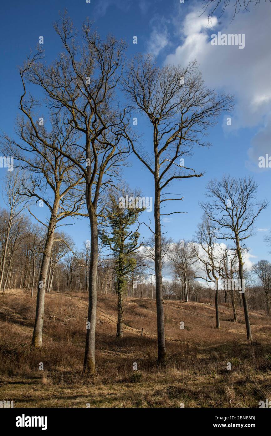 Oak trees (Quercus) in winter, St Gobain Forest, Picardy, France, March ...