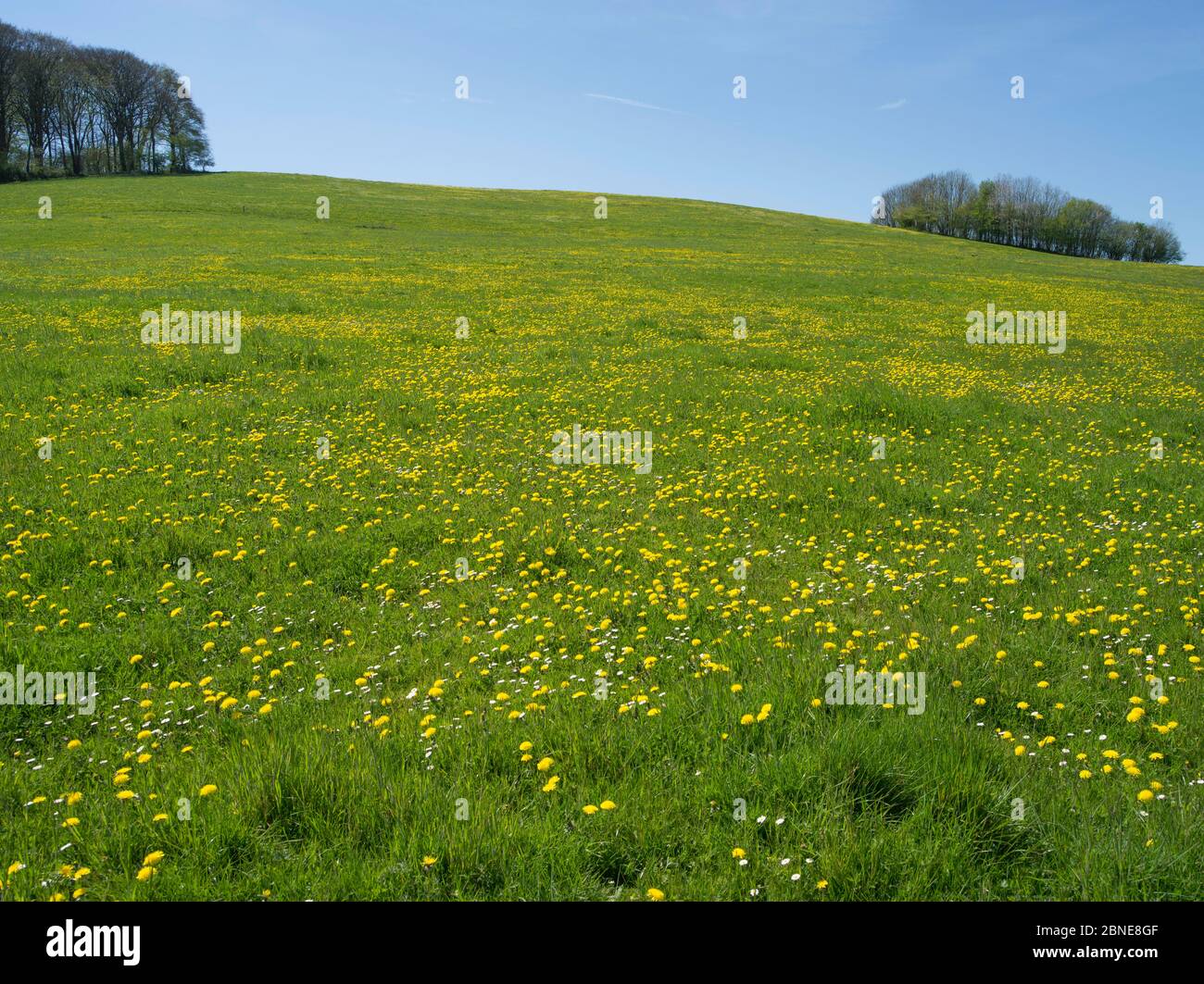 Taraxacum kok saghyz hi-res stock photography and images - Alamy
