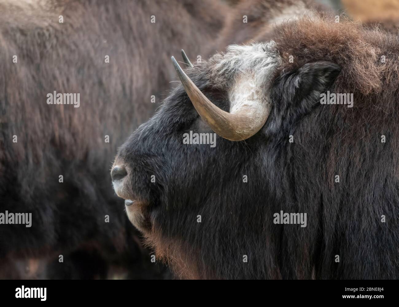 Giant mystic tree hi-res stock photography and images - Alamy