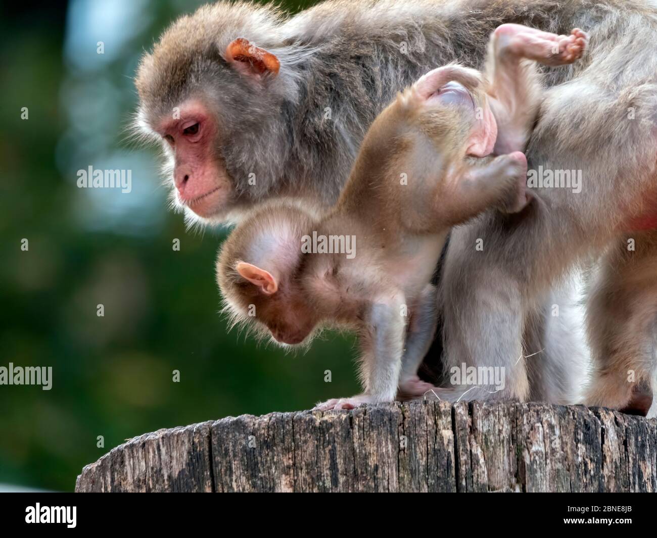 Snow_monkey hi-res stock photography and images - Alamy