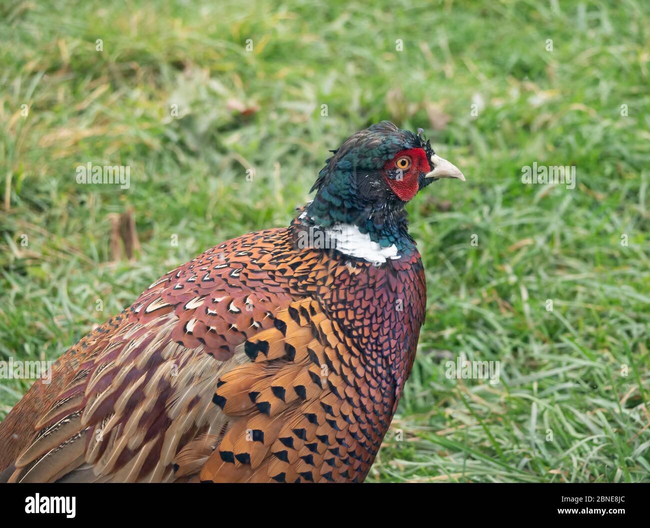 Pheasant close-up on a background of green grass Stock Photo - Alamy