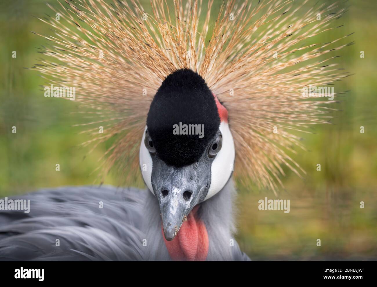 Beautiful bird, Grey Crowned Crane with blue eye and red wattle Stock ...