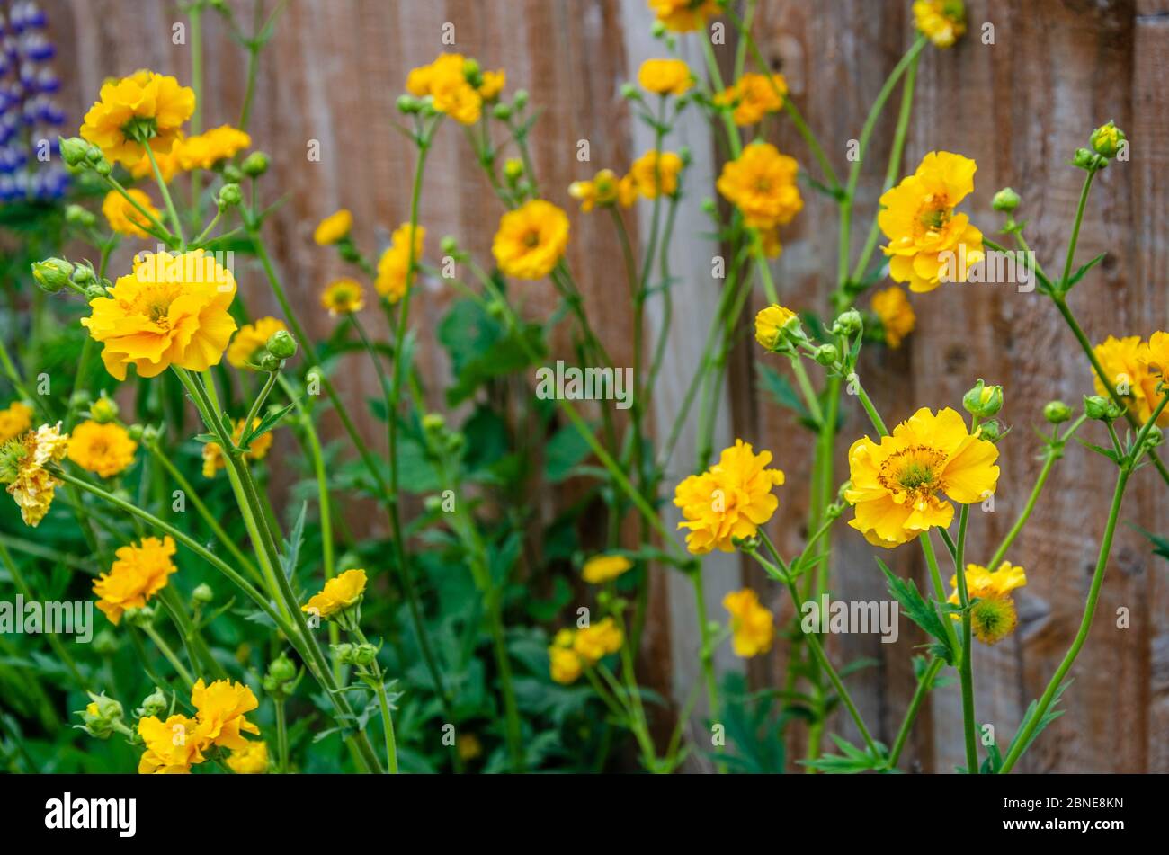 Yellow geum flowers hi-res stock photography and images - Alamy