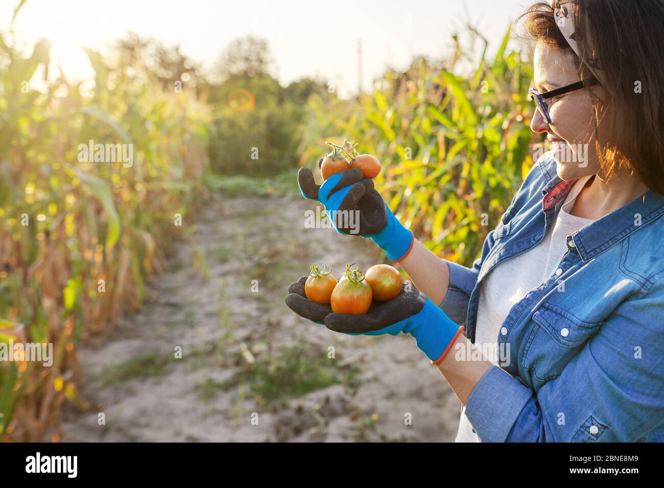 Fresh ripped tomatoes from garden in hands, copy space Stock Photo - Alamy