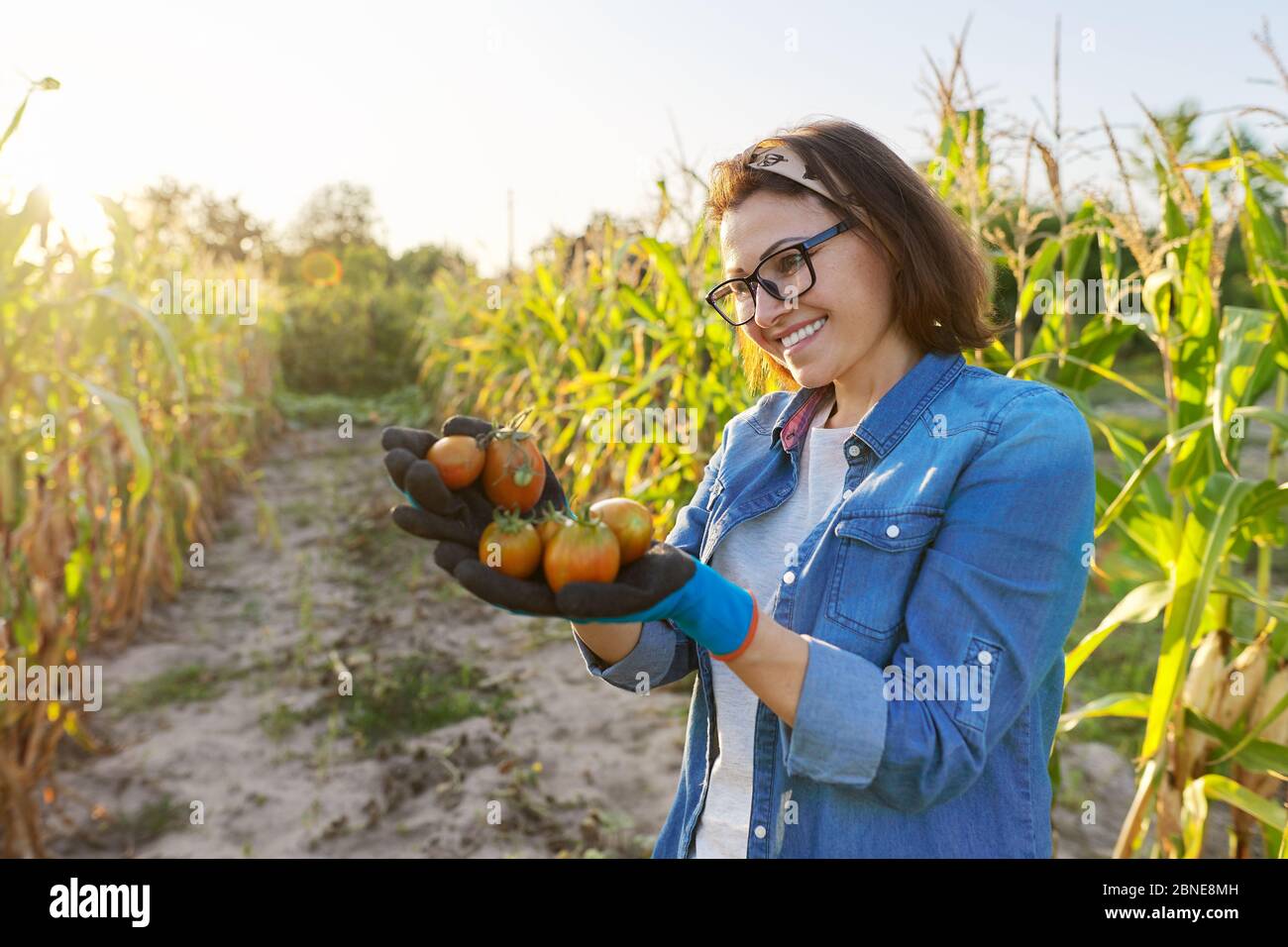 Fresh ripped tomatoes from garden in hands, copy space Stock Photo - Alamy