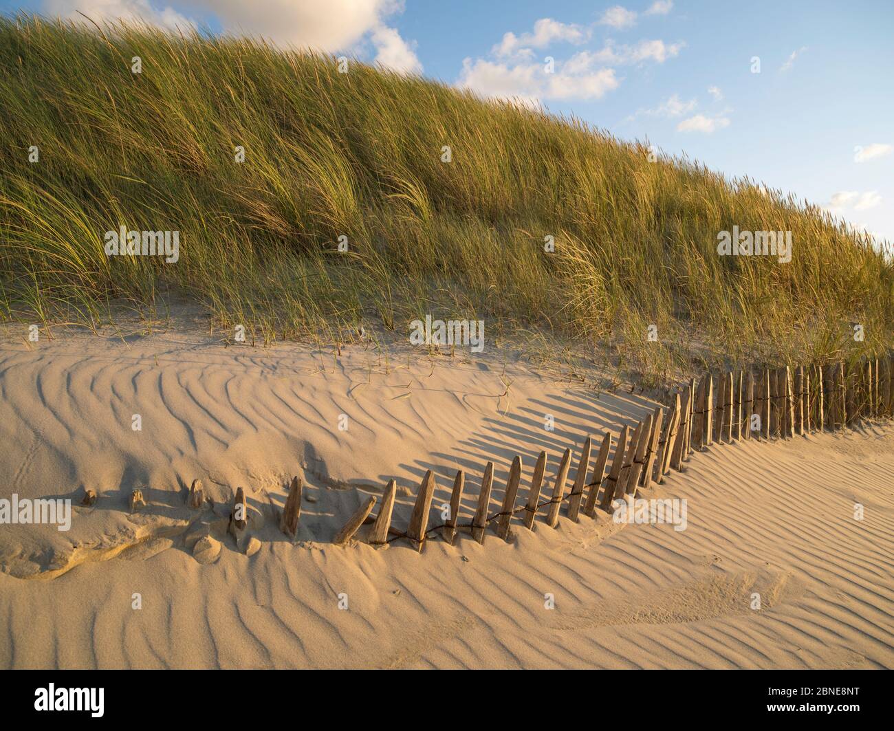 Fence disappearing into sand dune with grasses growing on it, Berck ...