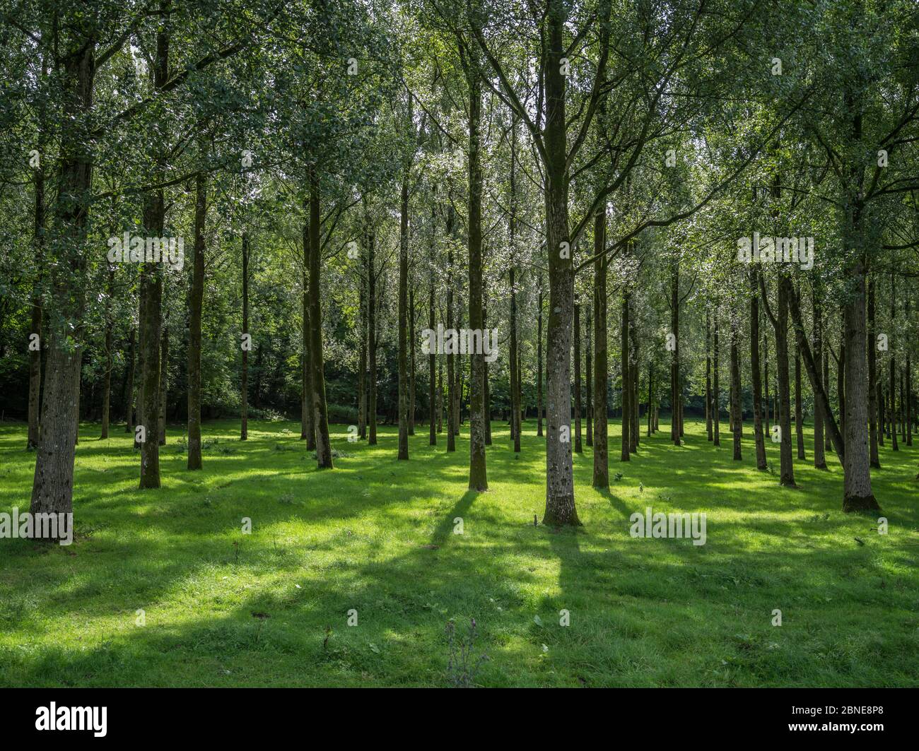 Poplar trees (Populus sp), Zoteux, Pas De Calais, France, August 2015 ...