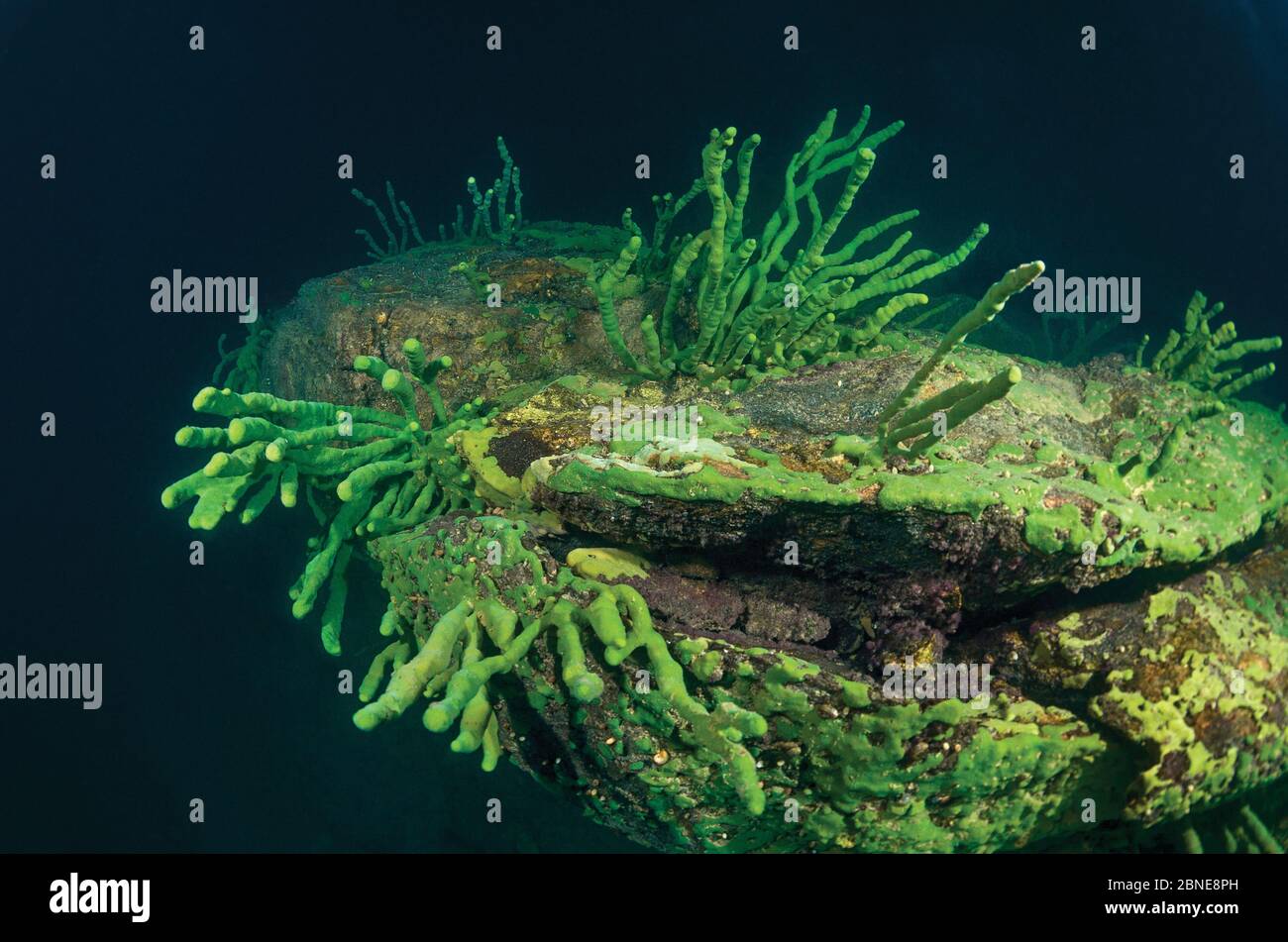 Freshwater sponge hi-res stock photography and images - Alamy