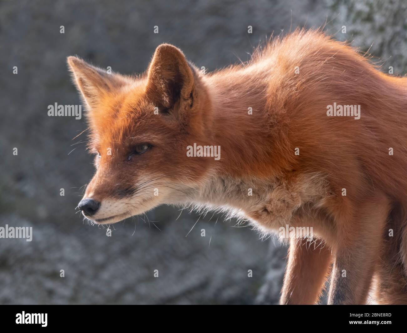 Golden jackal in nature tracks down prey, portrait Stock Photo - Alamy