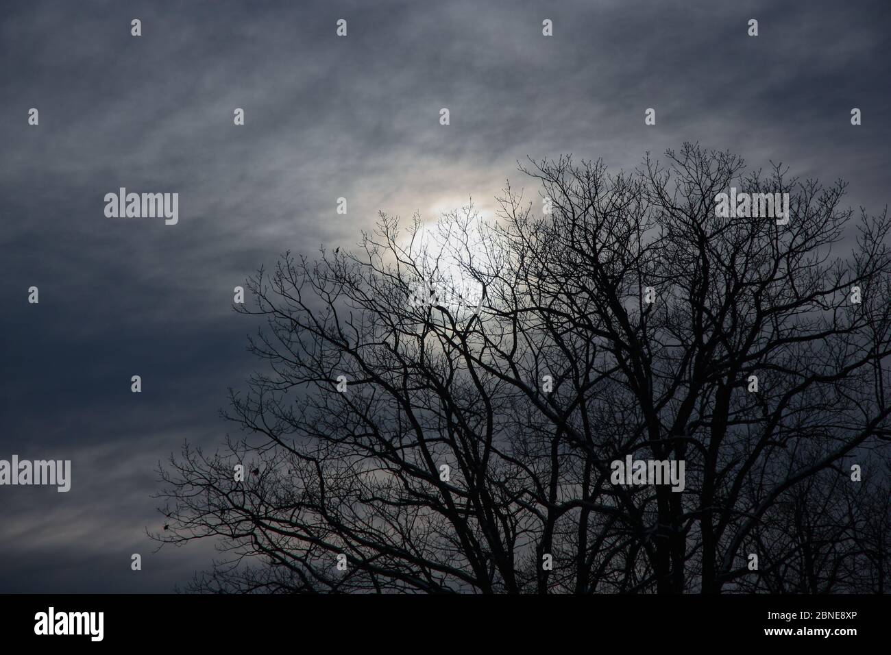Night landscape moonlight through branches of a tree Stock Photo - Alamy