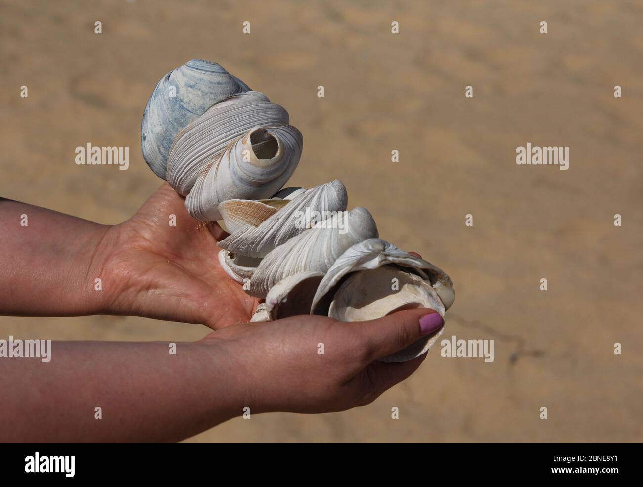Close up of a boy holding sea shells in her hands Stock Photo - Alamy