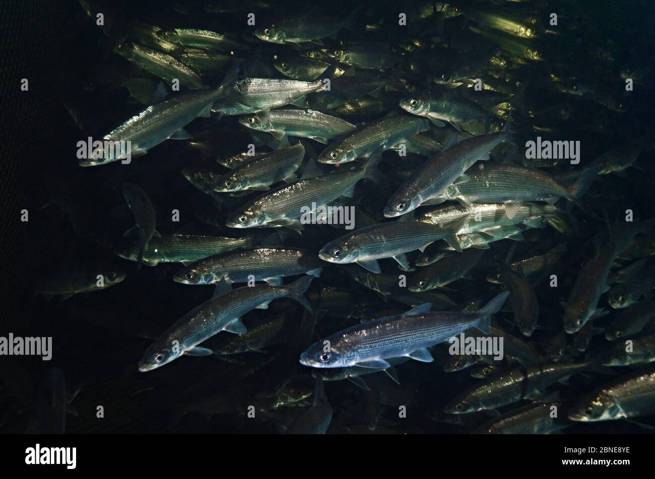 Baikal omul ( Coregonus migratorius ), Lake Baikal, Siberia, Russia ...