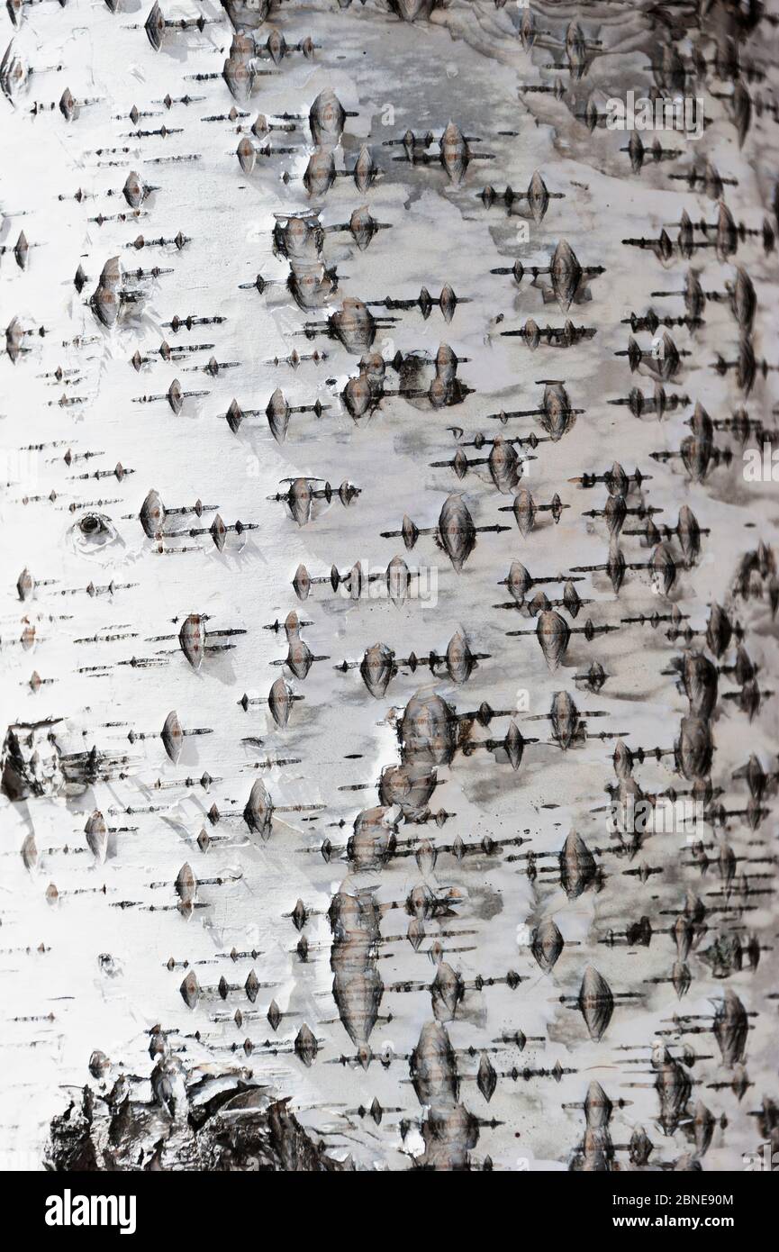 Bark of Birch tree (Betula sp) May , Lake Baikal, Siberia, Russia. May ...