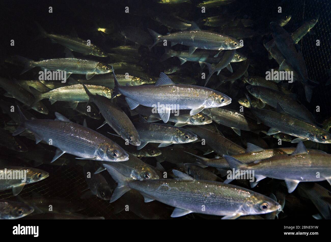 Baikal omul ( Coregonus migratorius ), Lake Baikal, Siberia, Russia ...